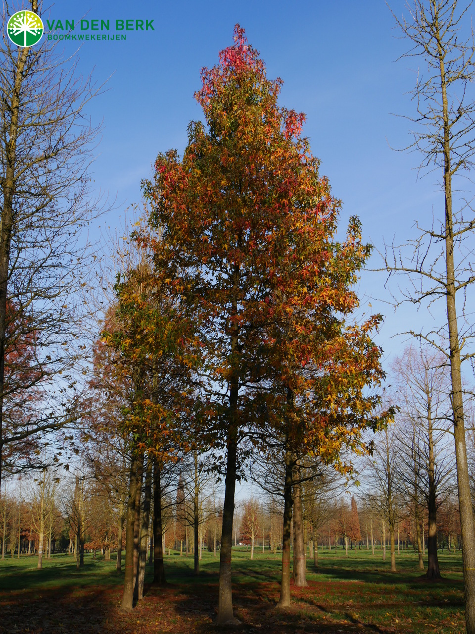 Liquidambar styraciflua 'Worplesdon' | Amberboom (cv) - Van den Berk Boomkwekerijen